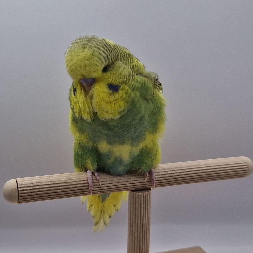 Птенцы ввп (чехи)