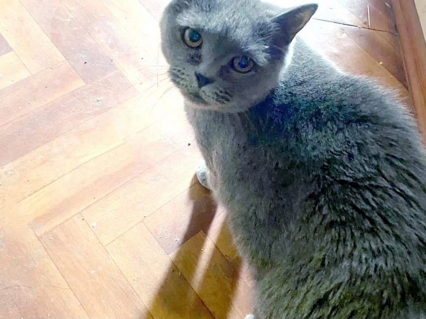 Осиротевшую кошечку могут выставить на улицу