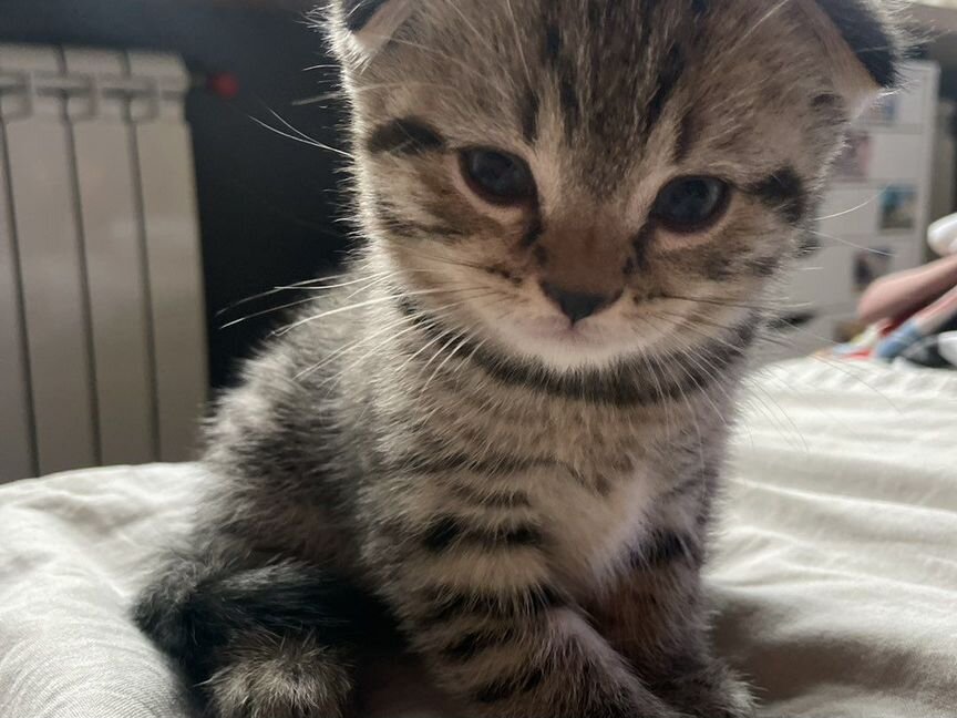 Шотландская вислоухая