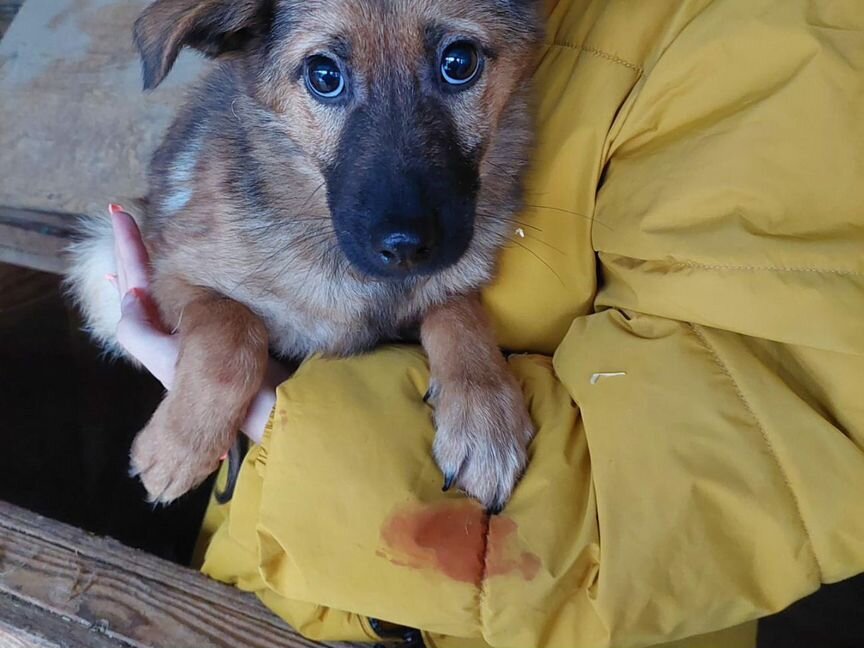 Собака ищет добрые руки