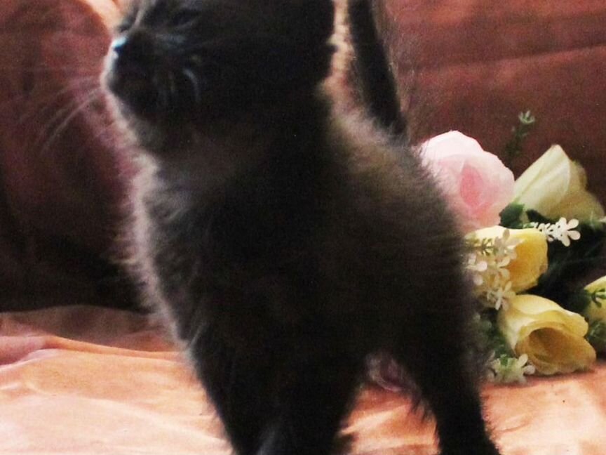 Котенок Глафира 1,5 мес