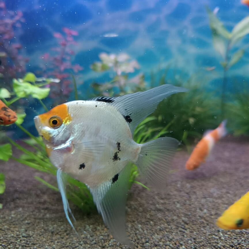 Аквариумные рыбки