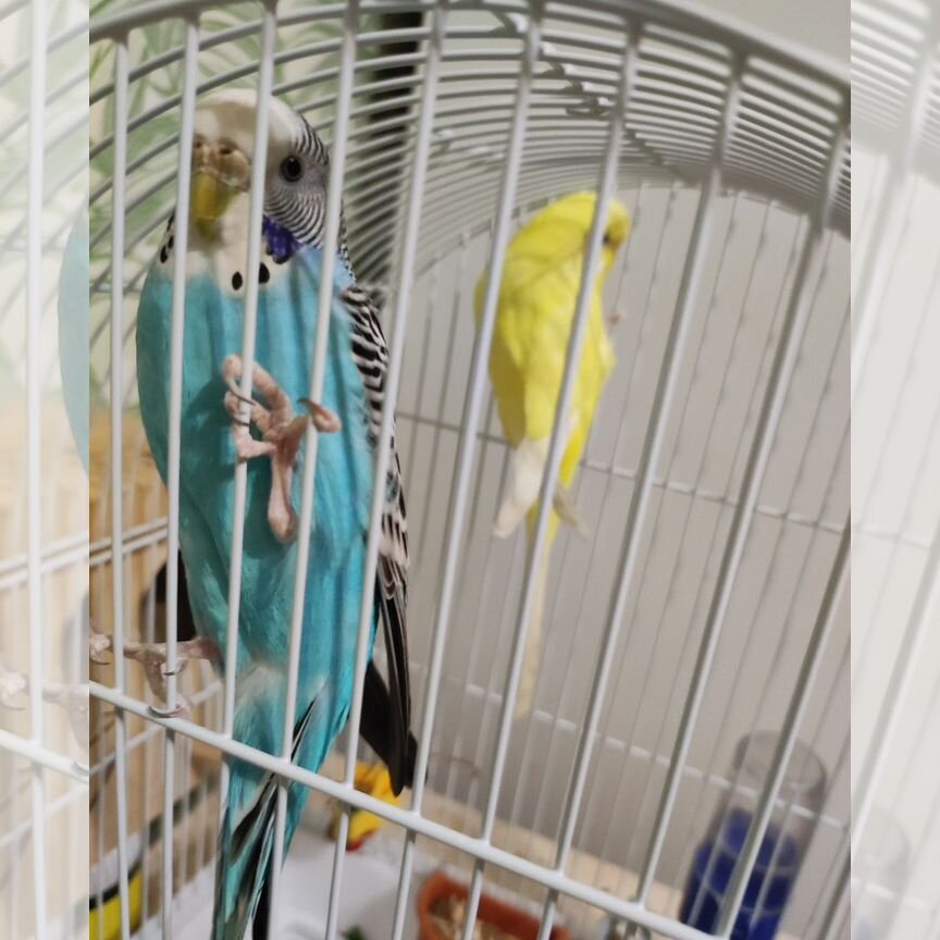 Волнистый попугай