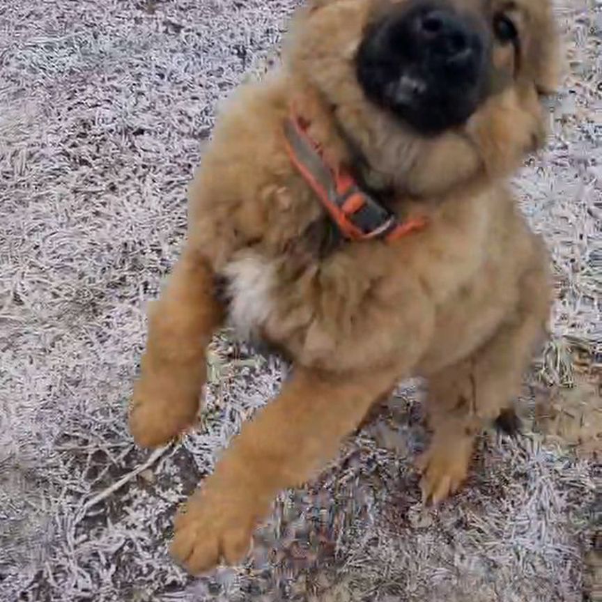 Кавказская овчарка помесь щенок