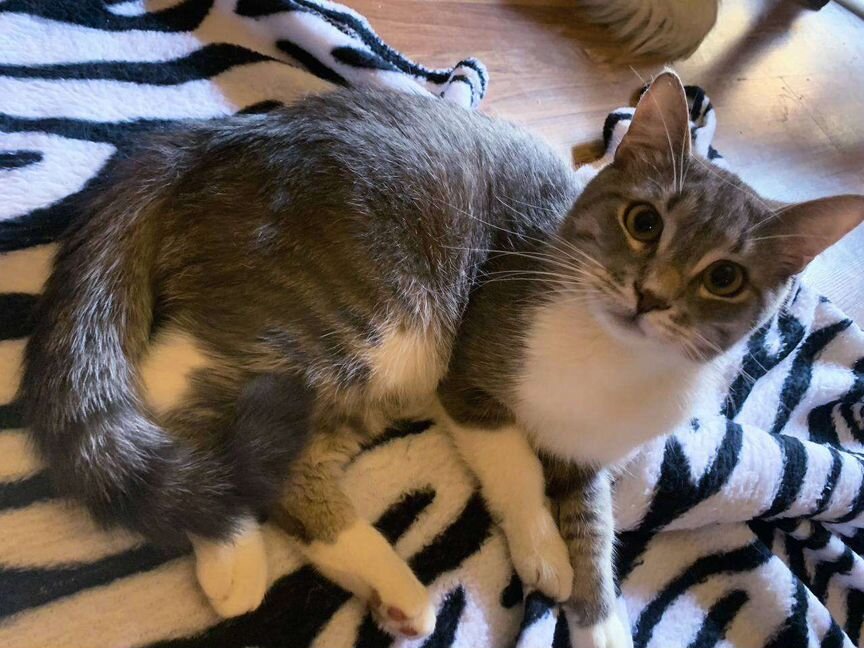 Котик Серафим, 1 год, ищет передержку или дом