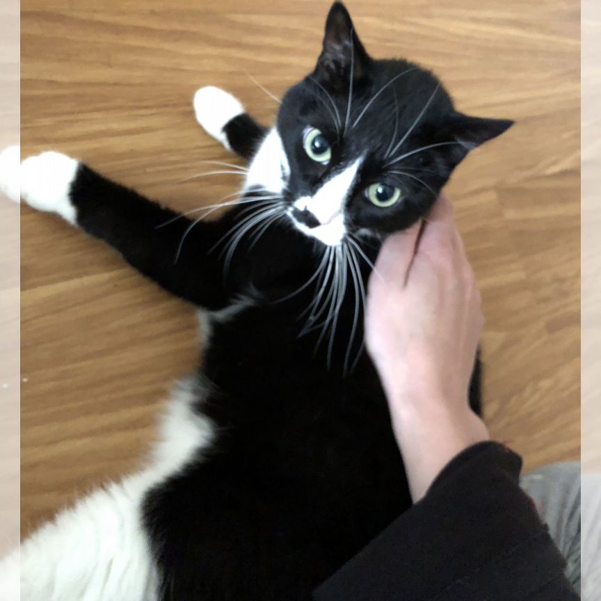 Отдам котика в добрые руки