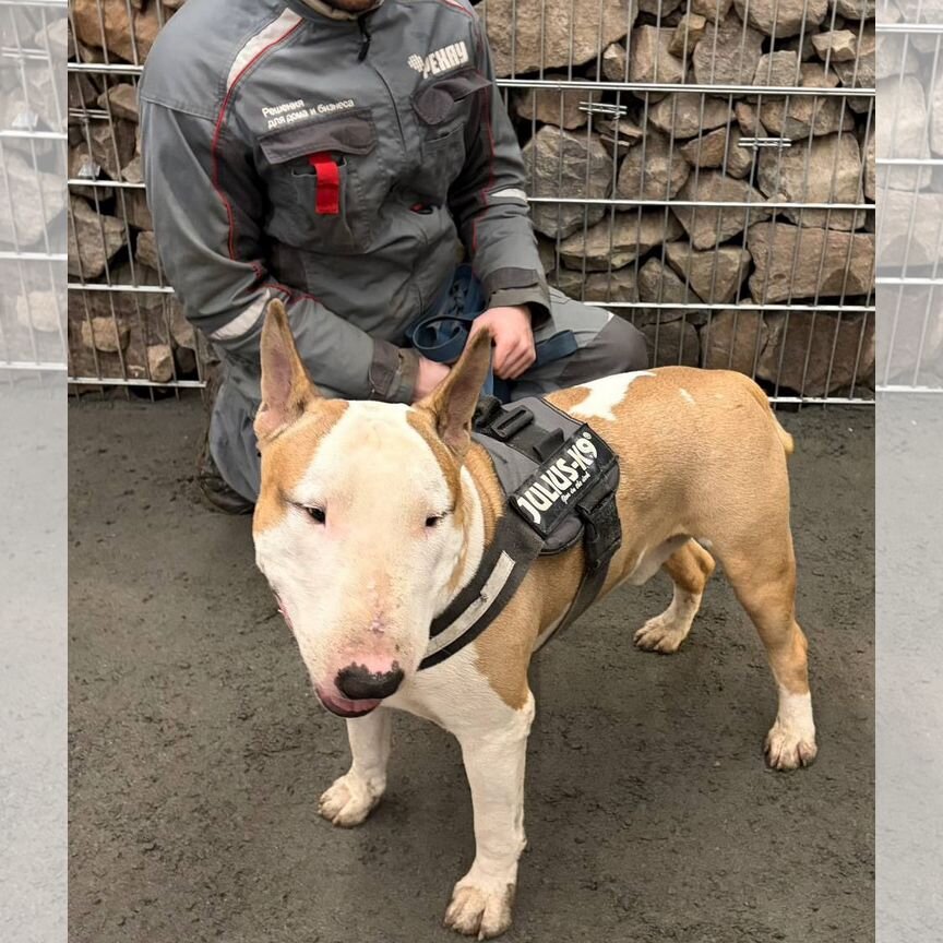 Бультерьер, взрослая собака