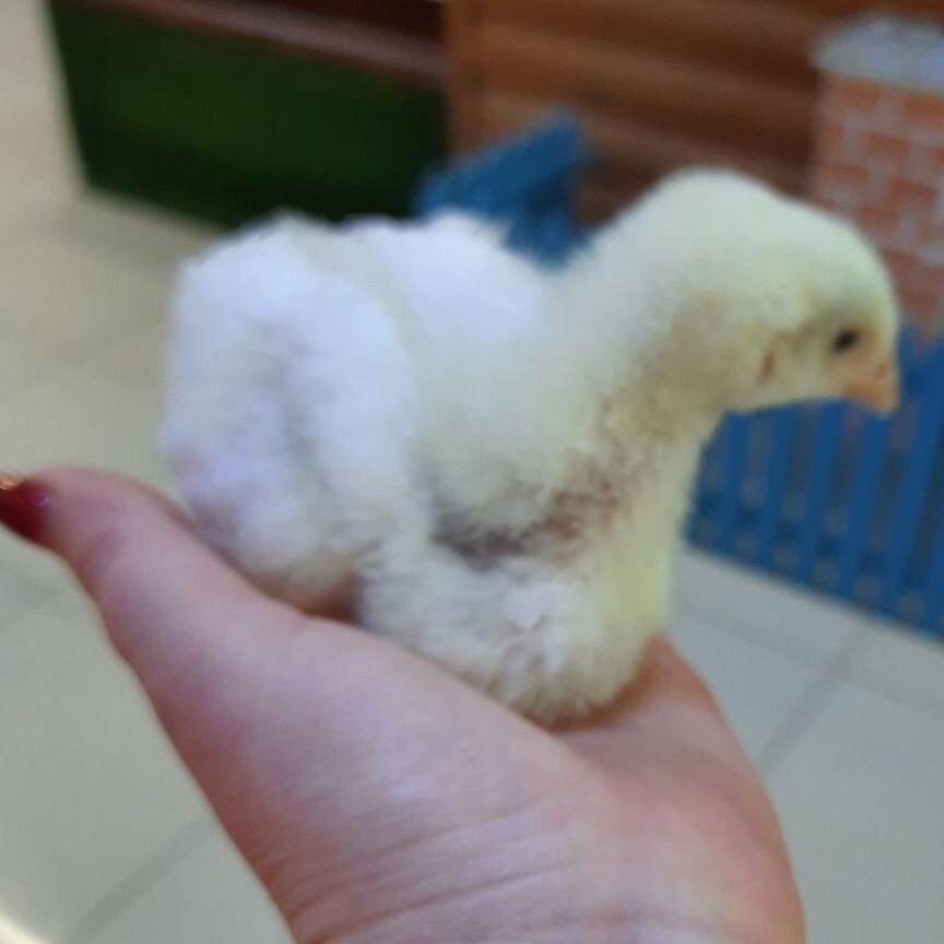 Цыплята бройлеры кобб 500