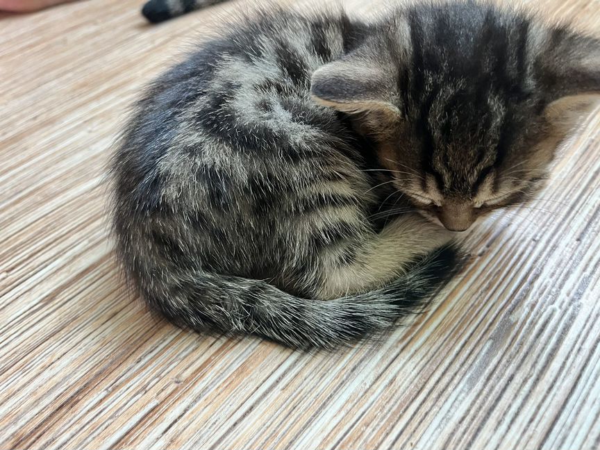 Котятки в добрые руки