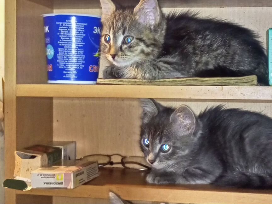 Без кота жизнь не та