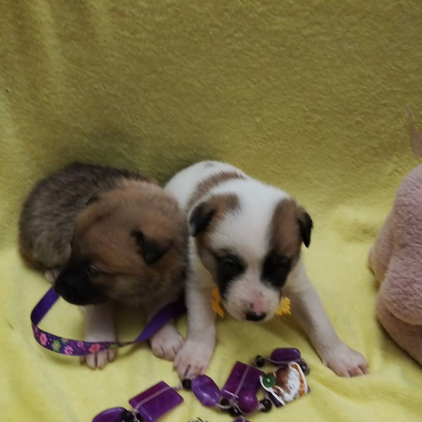 Новогоднее чудоДля тех кто мечтал о собаке