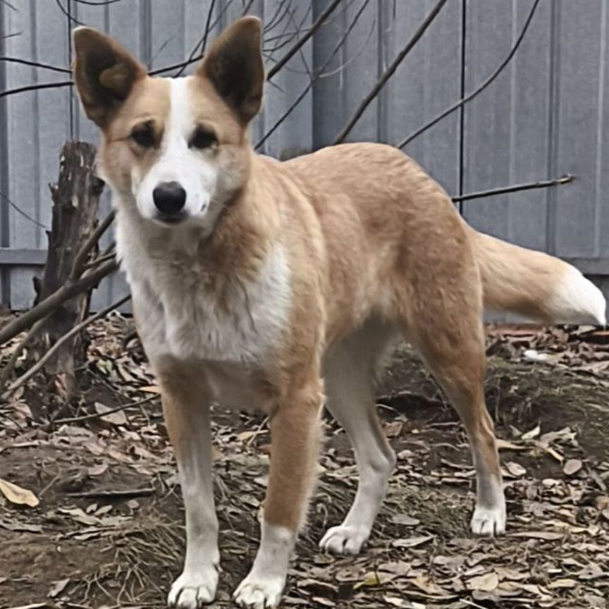 Взрослая собака в добрые руки