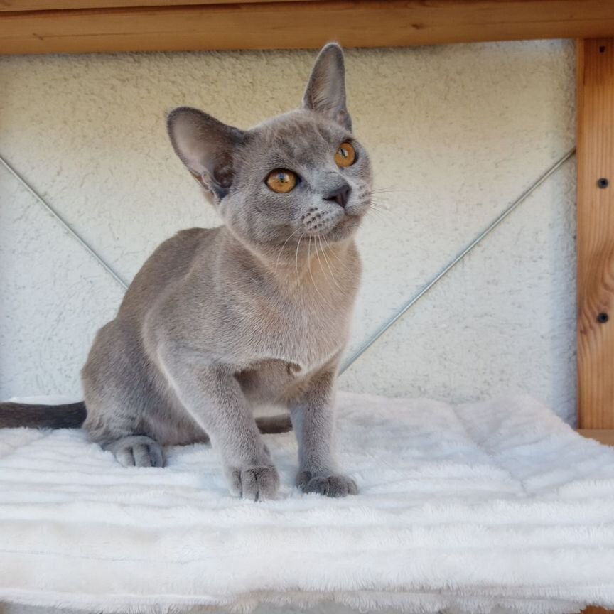 Бурманская кошечка