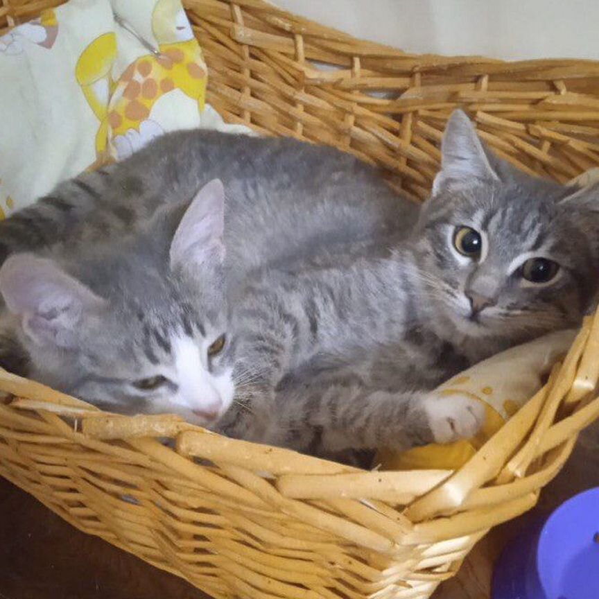 Милые котята в дар