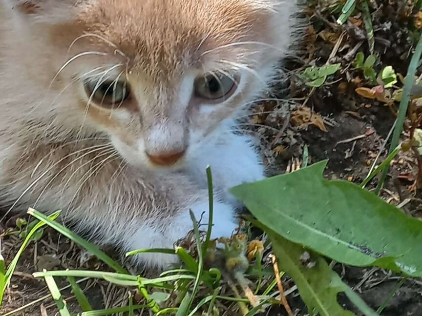 Кошки