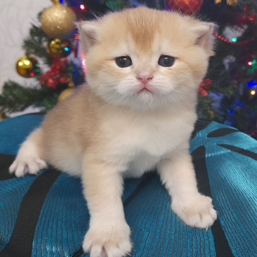 Британская золотая шиншилла