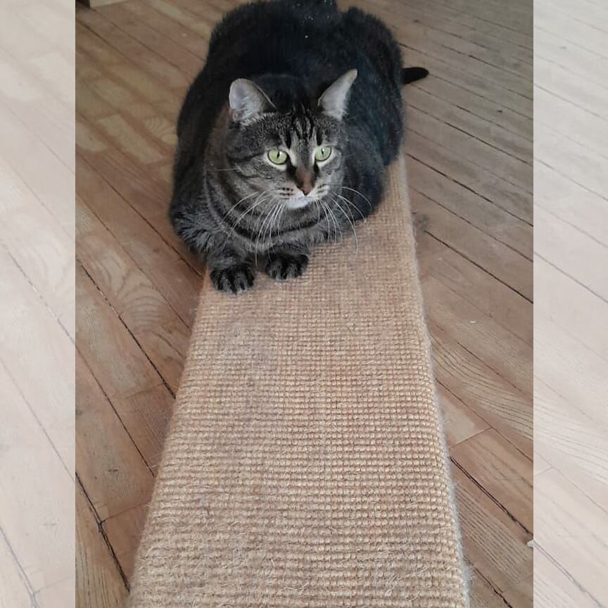 Кошечка Рыся