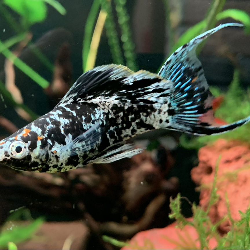 Моллинезия далматинец лирохвостая
