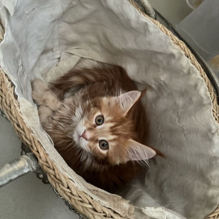 Кошечка Майкун