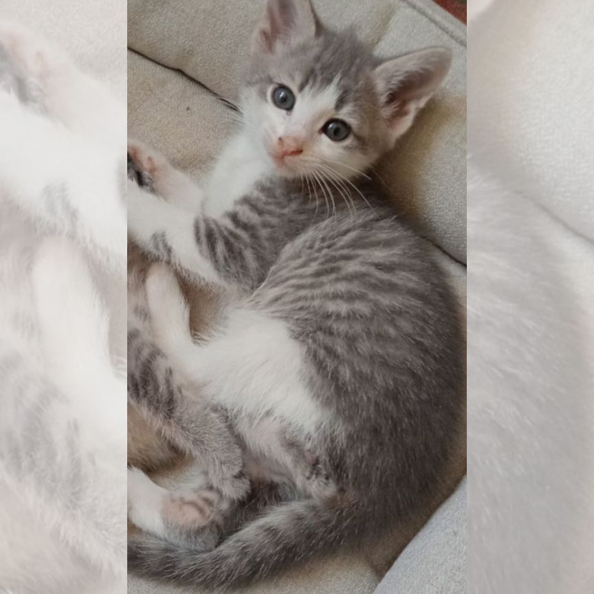 Малышка- котёнок ищет дом