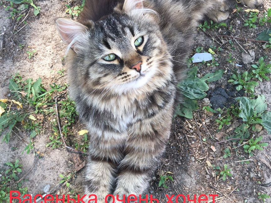 Котик Васенька в добрые руки