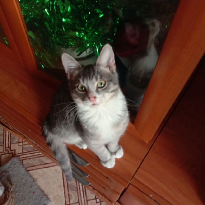 Отдам бесплатно