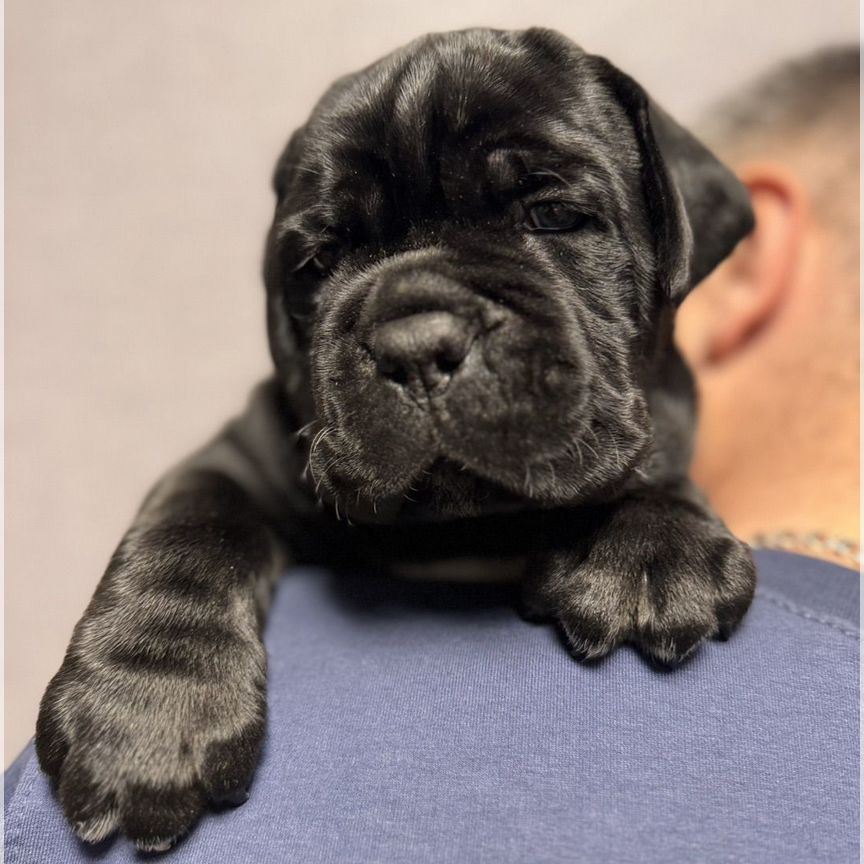 Кане-корсо, щенок