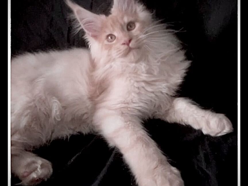 На авито таких нет