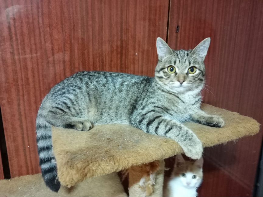 Хан Котович