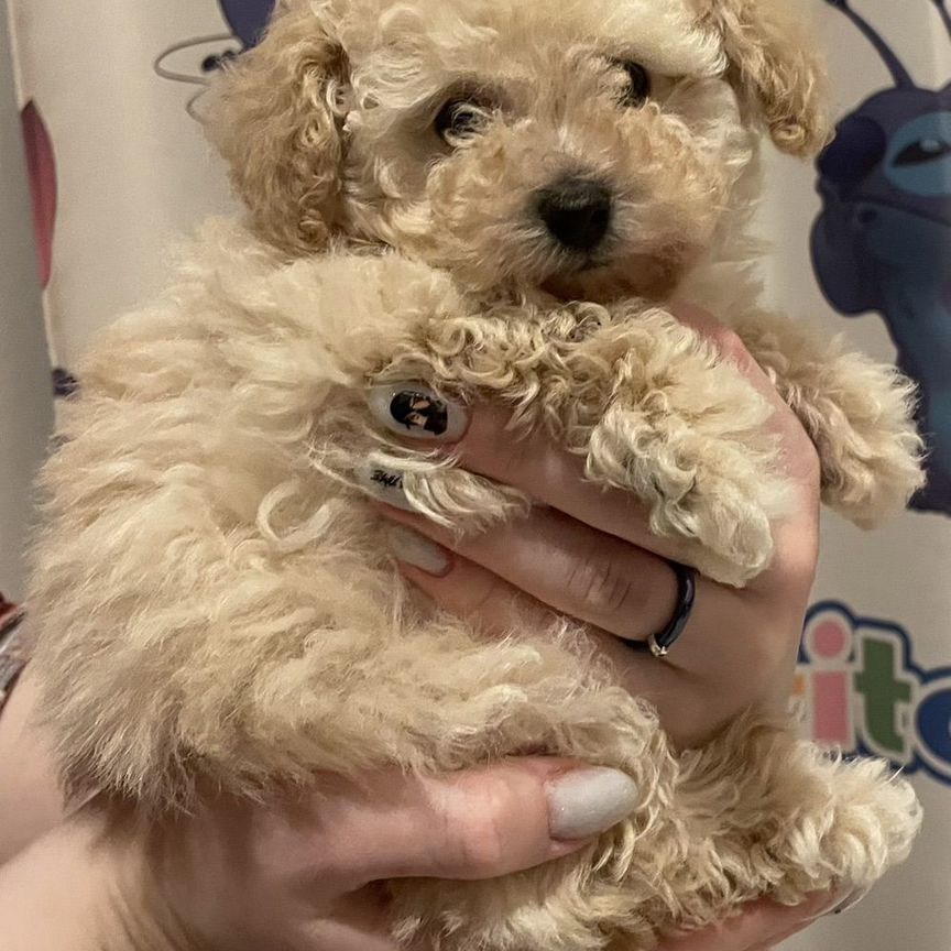 Щенок той-пуделя