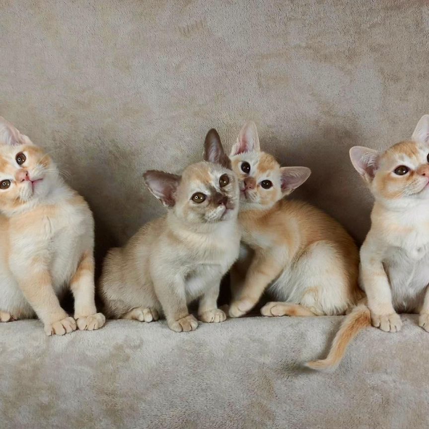 Шикарные котята Европейской бурмы