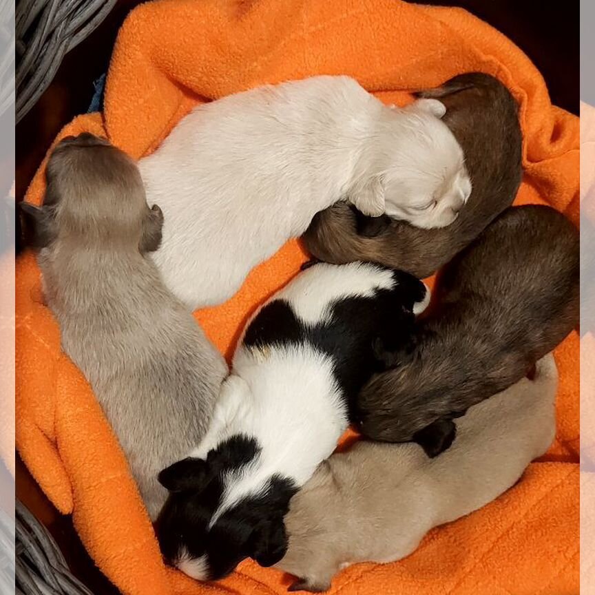 Чихуахуа, щенок