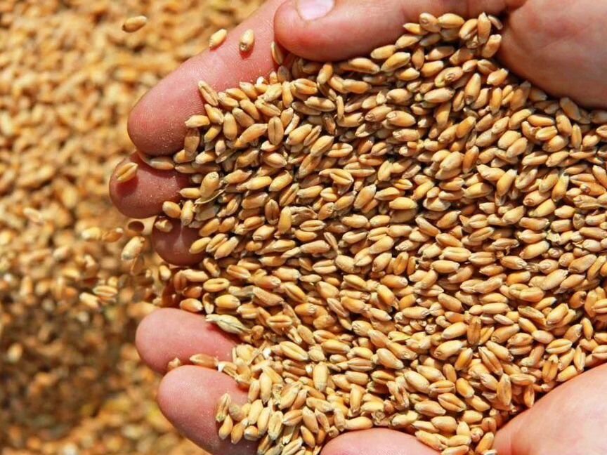 Зерно пшеница