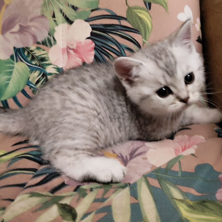 Шотландский прямоухий короткошёрстный котёнок