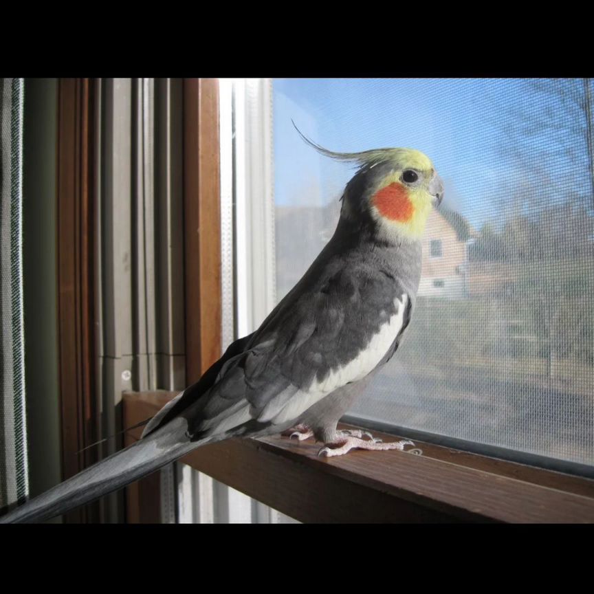 Попугай корелла