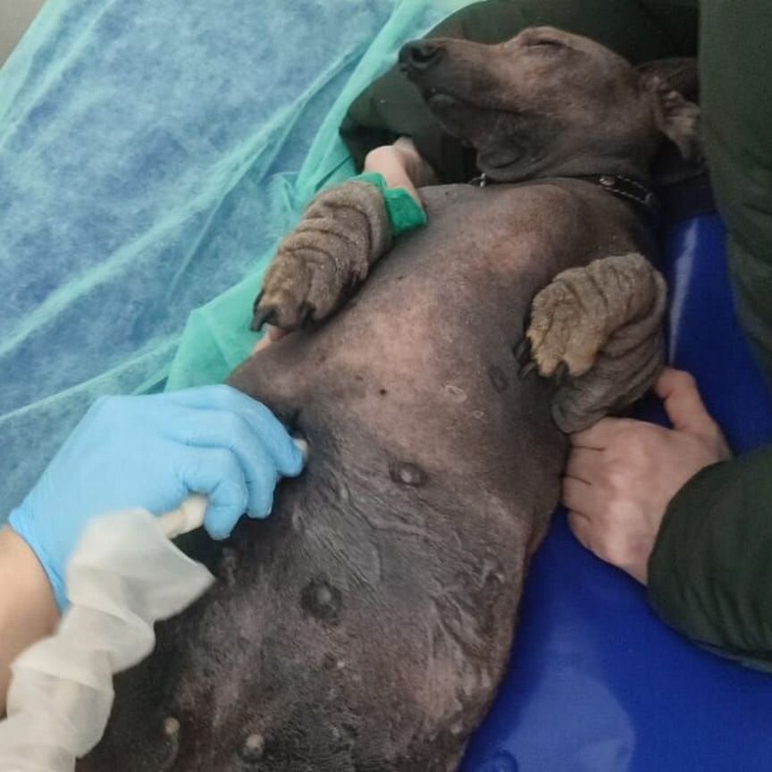 Умерла хозяйка, такса в плохом состоянии