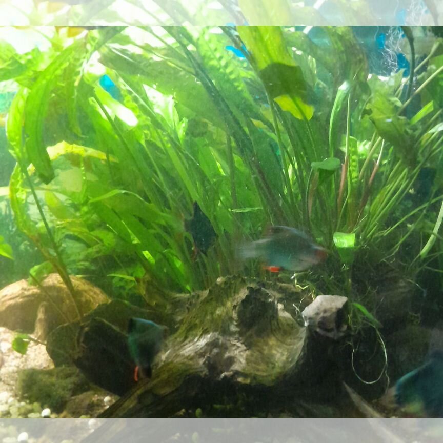 Прополка растения