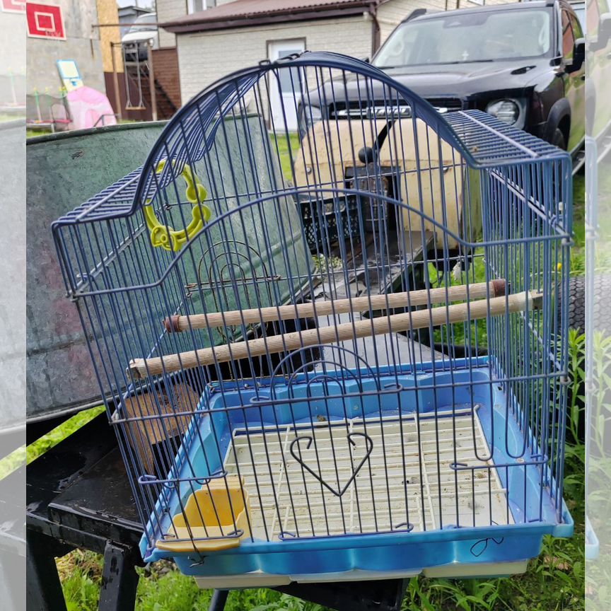 Попугай