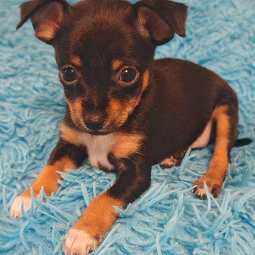 Русский той-терьер, щенок