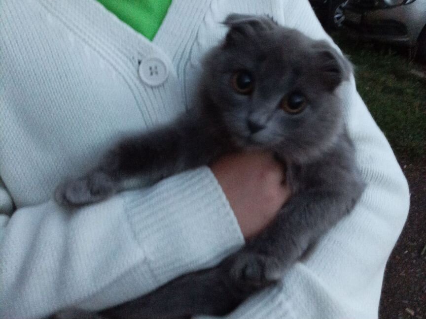 Шотландская вислоухая кошка бесплатно