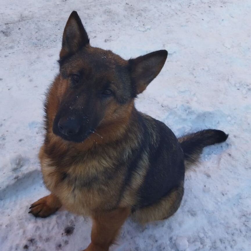 Немецкая овчарка, щенок