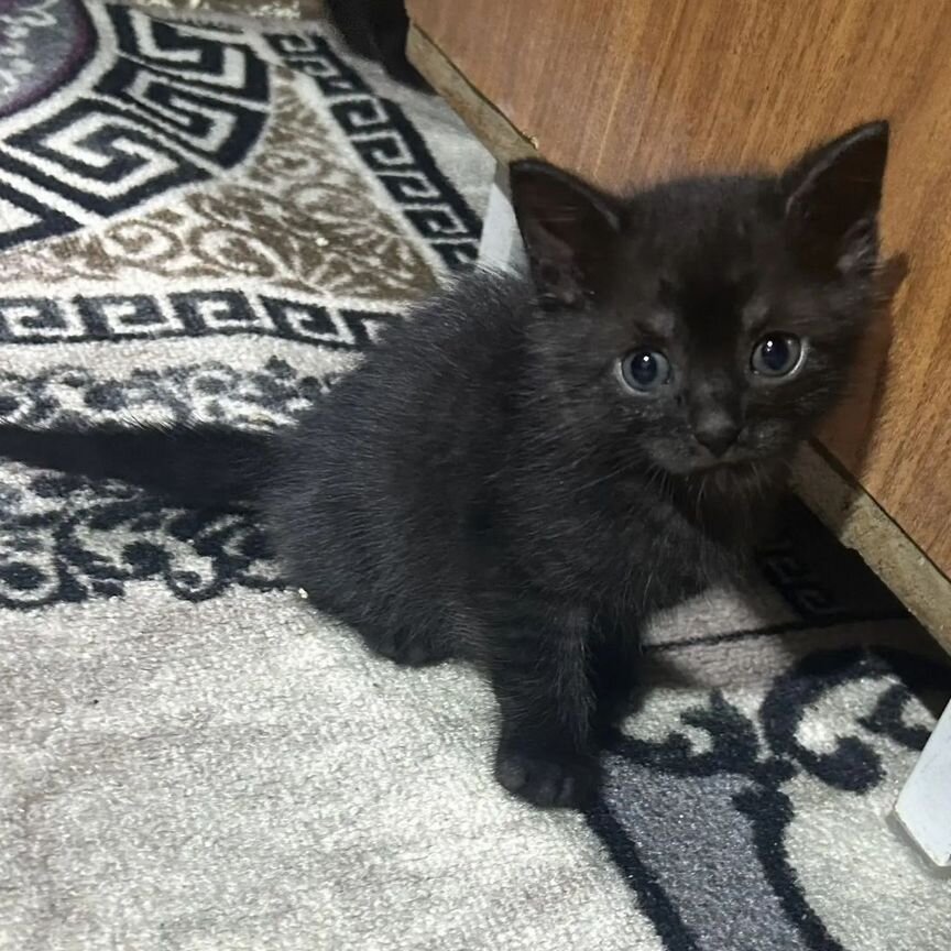 Шотландский прямоухий короткошёрстный котёнок