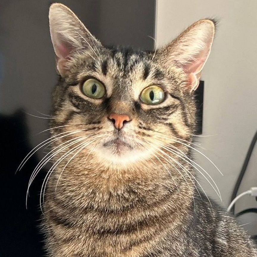 Европейская короткошёрстная, взрослая кошка