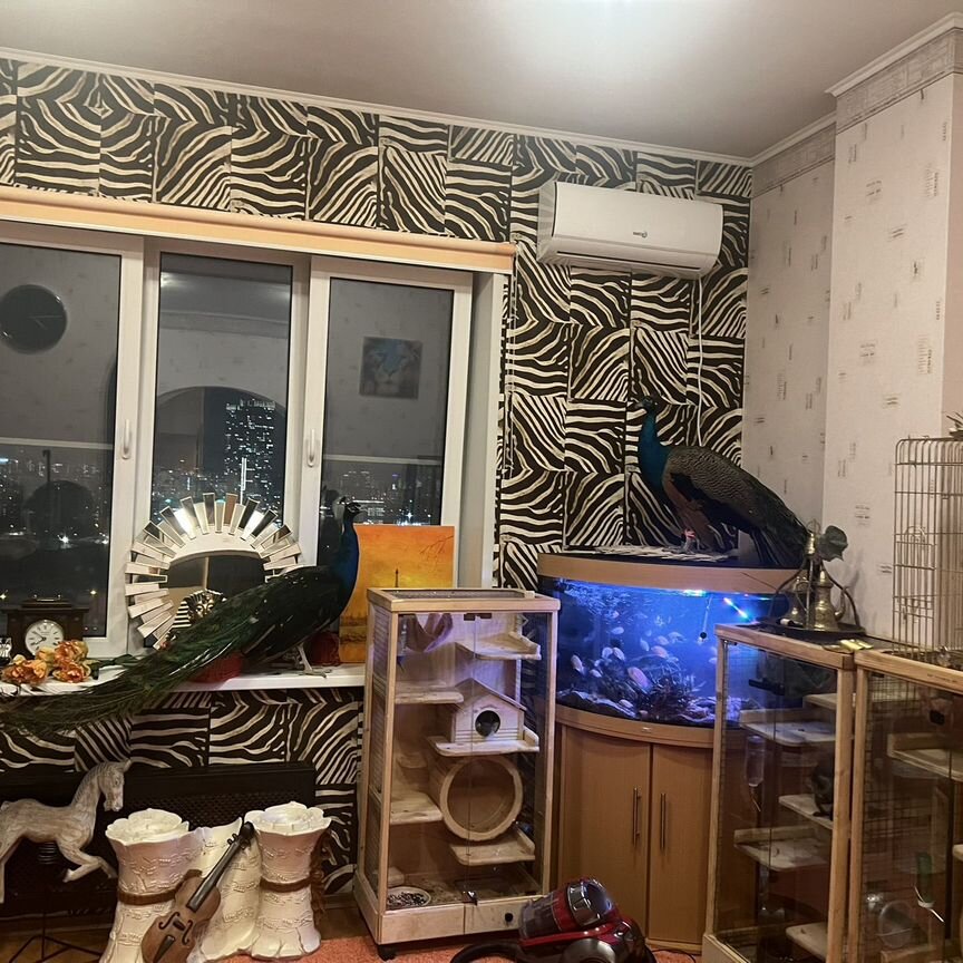 Павлины Ручные домашние