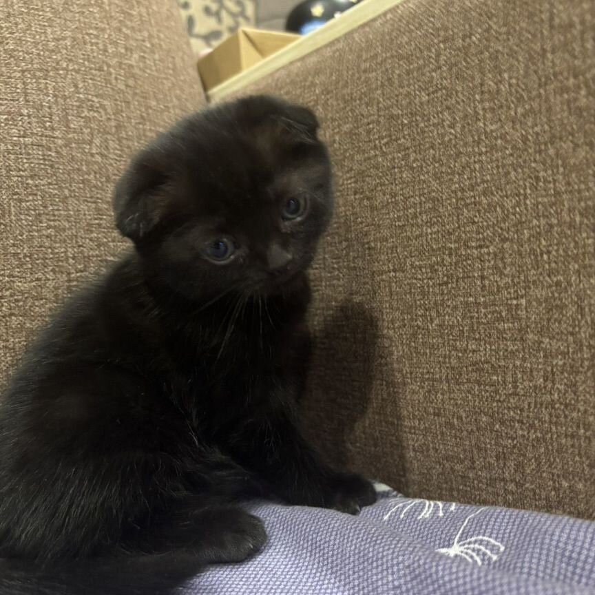 Продам котят шотландцы