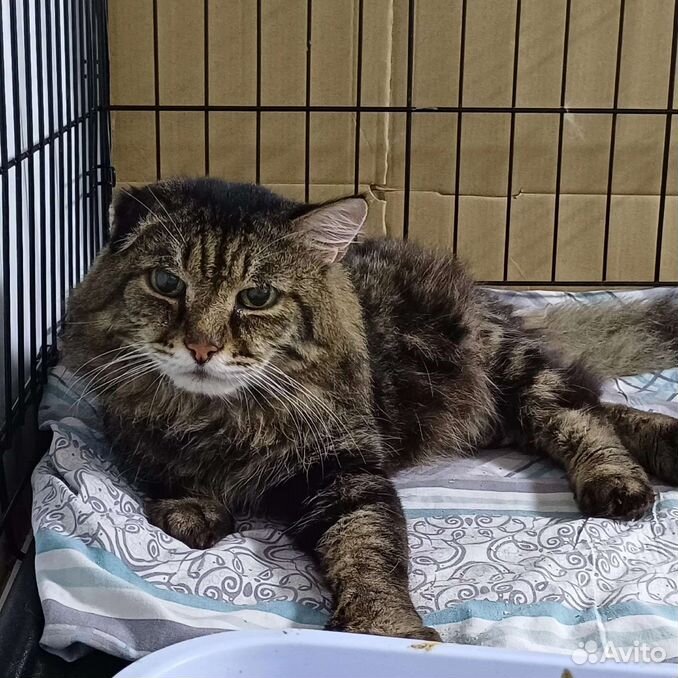 Котик Робинзон в Добрые руки