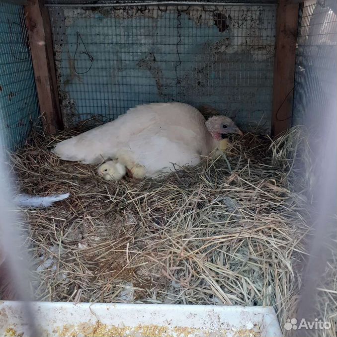 Индюшка с индюшатами