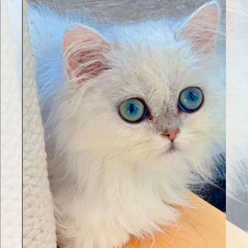 Котики шиншиллы золото и серебро