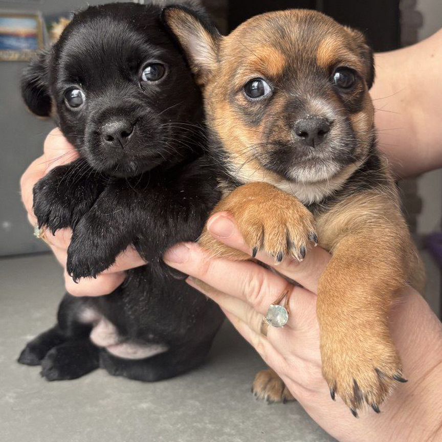 Русский той-терьер, щенок