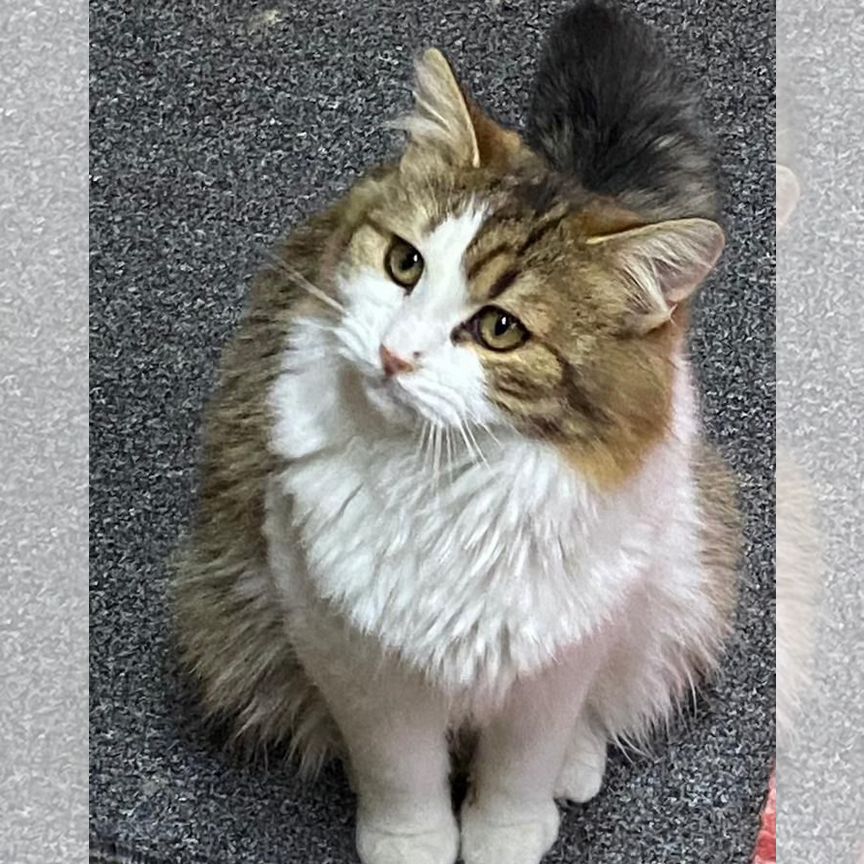 Котенок Кузя из приюта в добрые руки